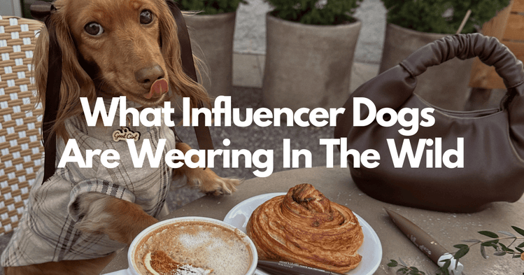 Dog Trend Guide | Influencer Dogs In The Wild