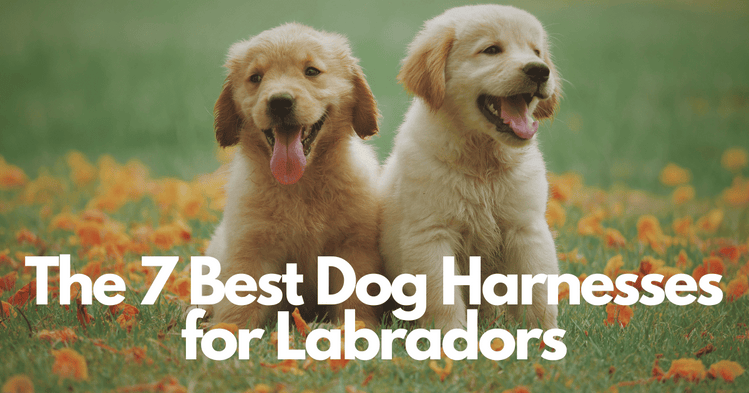 The 7 Best Dog Harnesses for Labradors in Australia | ST ARGO