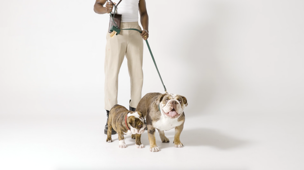 Designer Dog Collars | ST ARGO