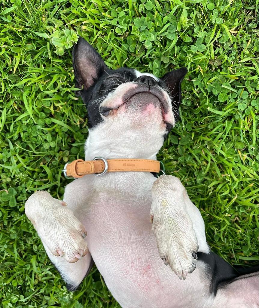 Dog Shampoo & Conditioner | ST ARGO