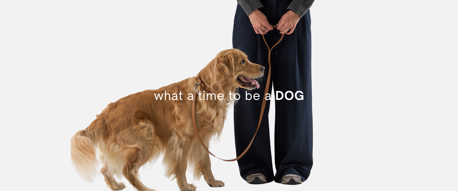 Dog Collars, Harnesses, Leads and Accessories | ST ARGO