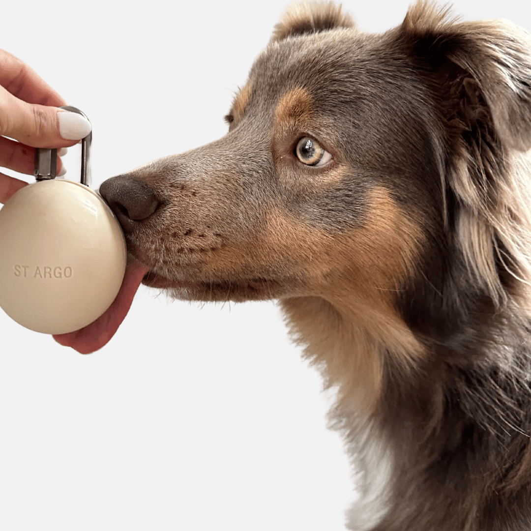 Dog Treat Pouch in Butter Yellow | Perfect for Dog Training