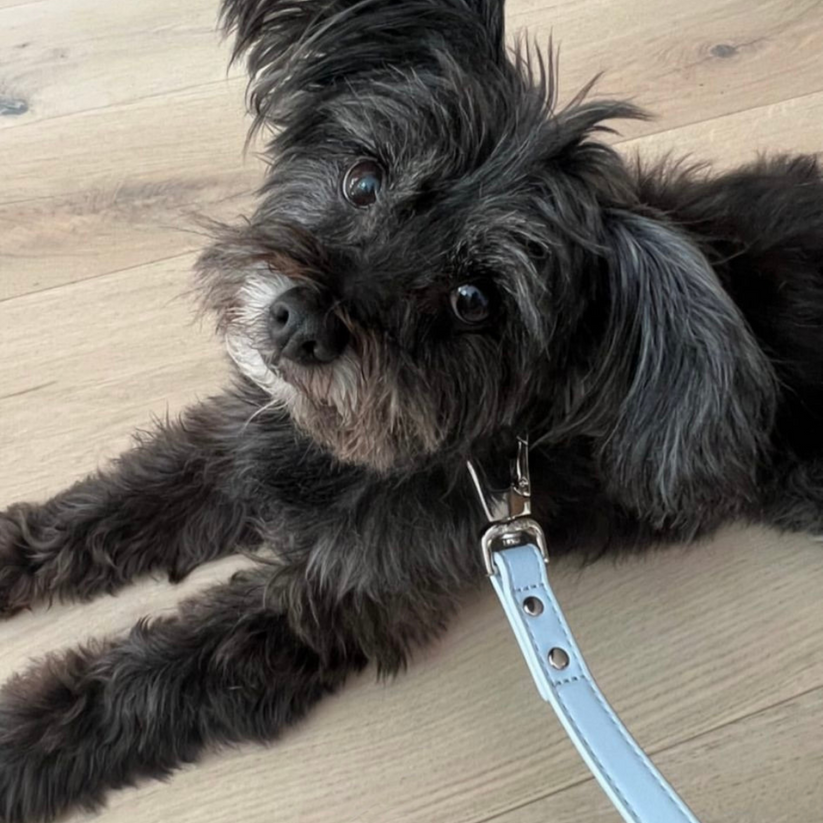 Tiffany Blue Dog Lead | ST ARGO