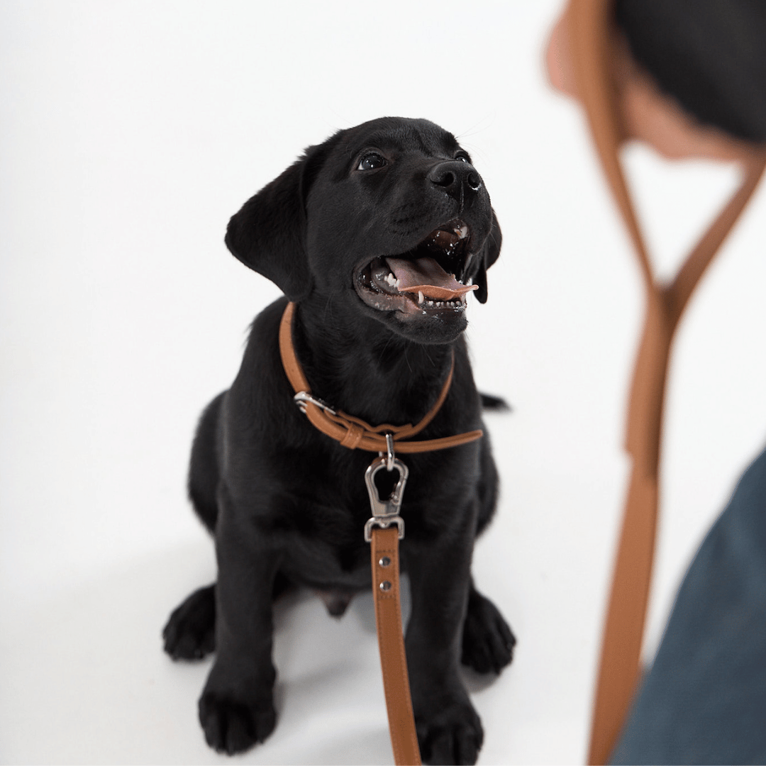 Hands Free Leashes & PU Leather Leads | ST ARGO