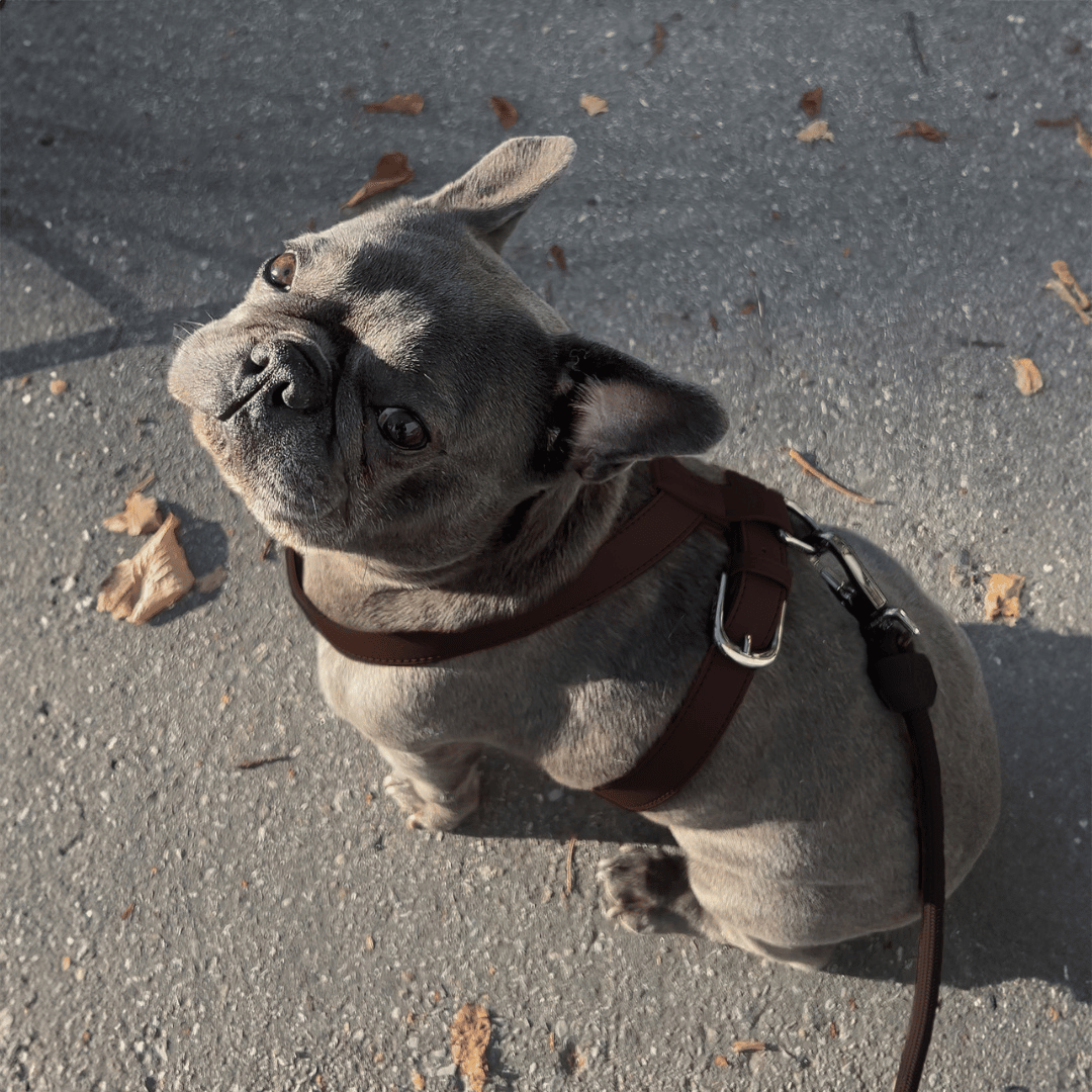 Dog Harness in Cocoa | ST ARGO