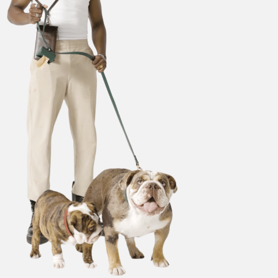 Dog Collar & Lead Set in Burgundy | ST ARGO