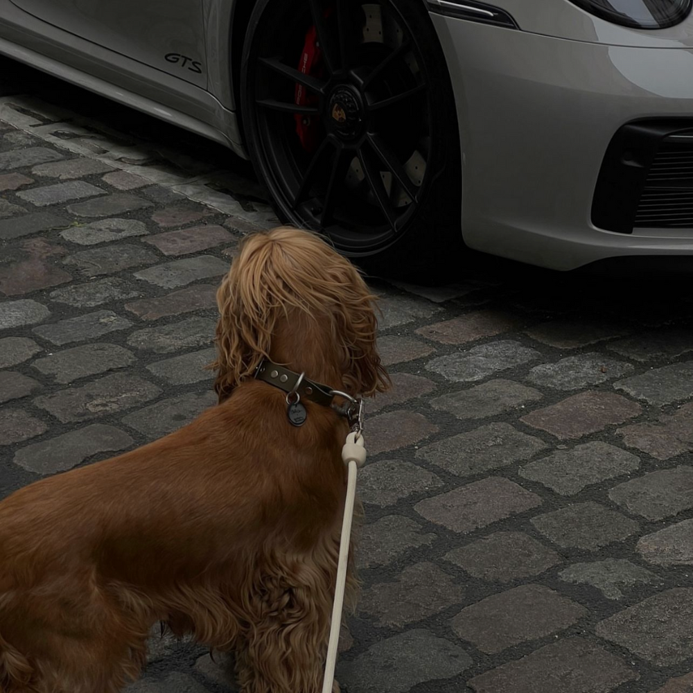 Hands-Free Dog Lead in Cream | ST ARGO