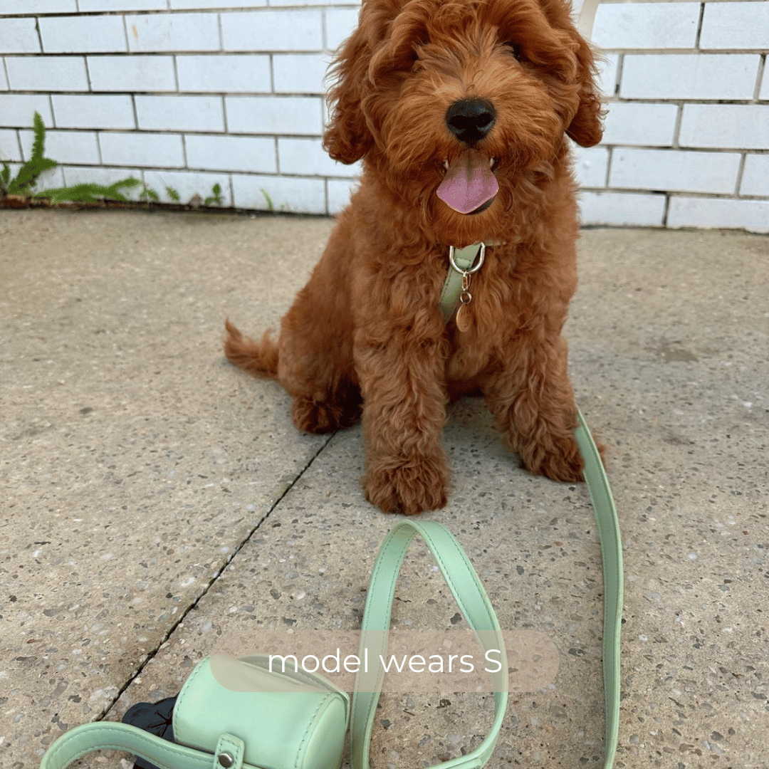 Sage Dog Harness & Lead Set | ST ARGO